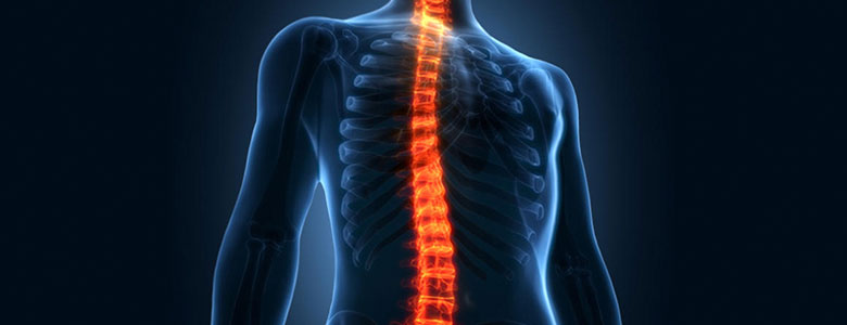 A anatomia da coluna vertebral - Vertébras, Sacro e Cóccix